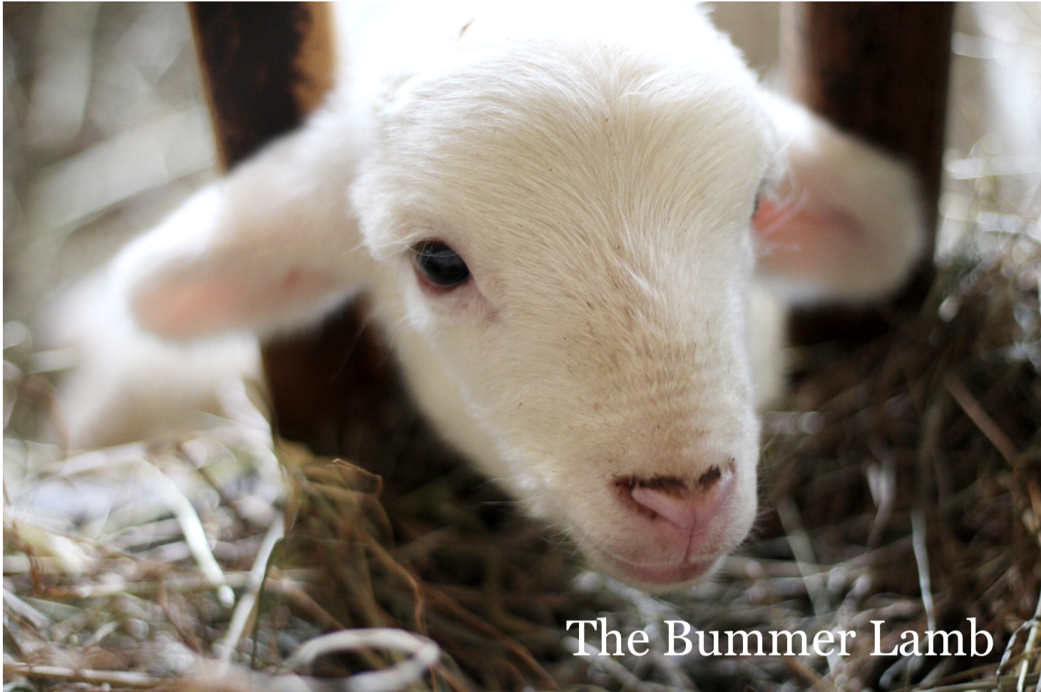 The Bummer Lamb | Truther's Journal