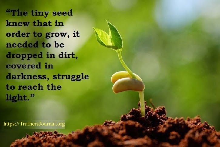 The Tiny Seed Knew | Truther's Journal